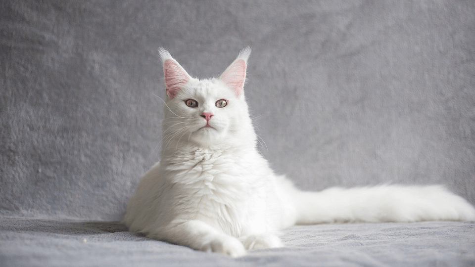 Mars to release recycled cat food packaging this year - GlobalPETS