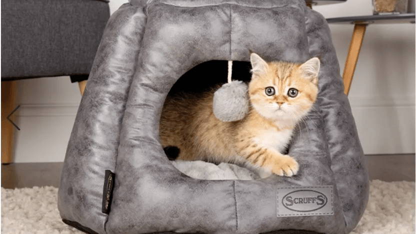 Scruffs strengthens team to facilitate growth - GlobalPETS