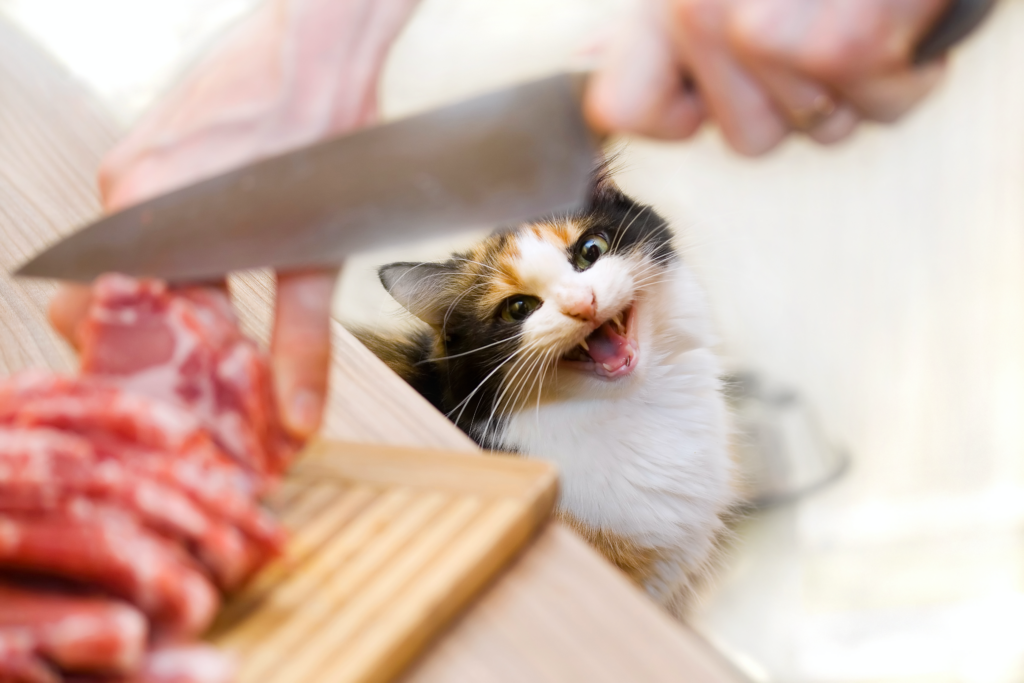 Premiumisation in pet food: beyond ingredients - GlobalPETS