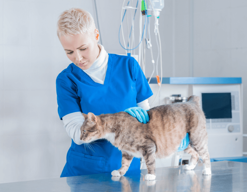 IVC Evidensia plans to merge with Canadian VetStrategy to become one of ...