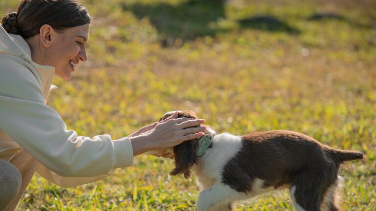 How PetPhone redefines safety and emotional connection - GlobalPETS