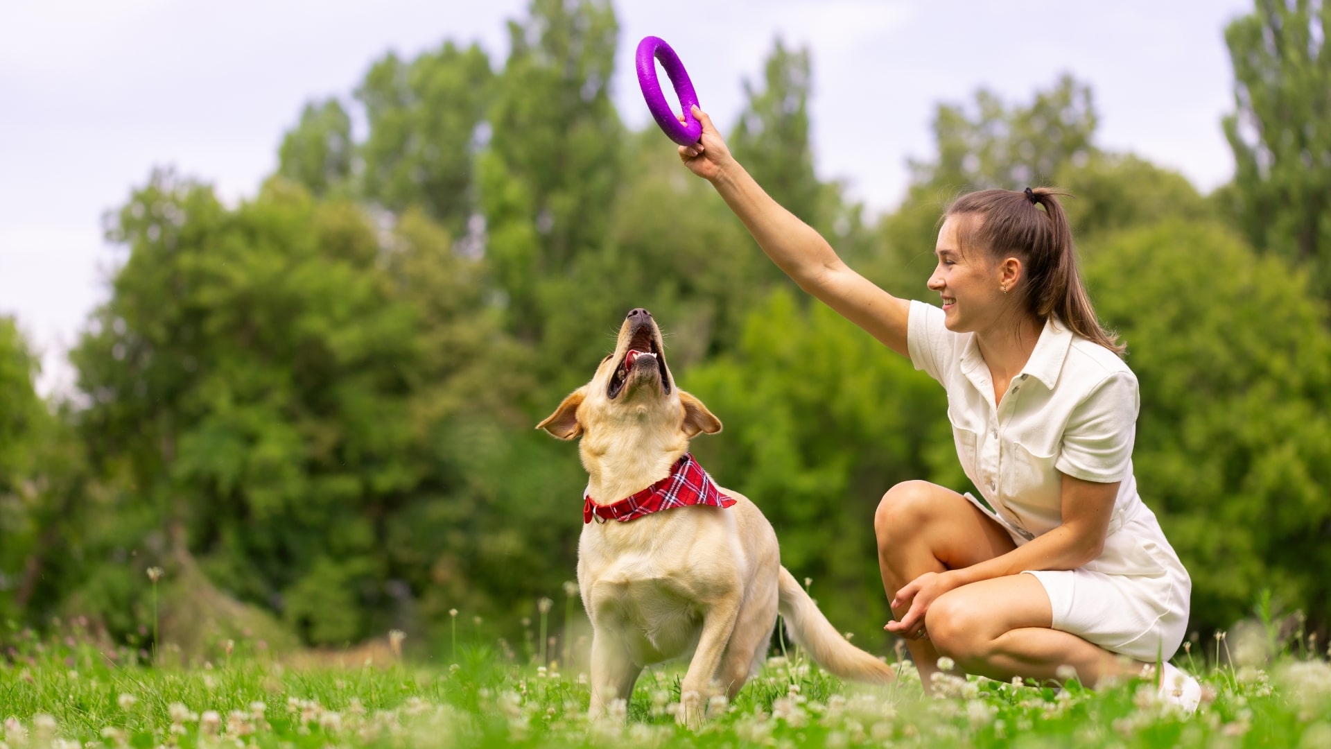 Which generation buys more pet toys - GlobalPETS