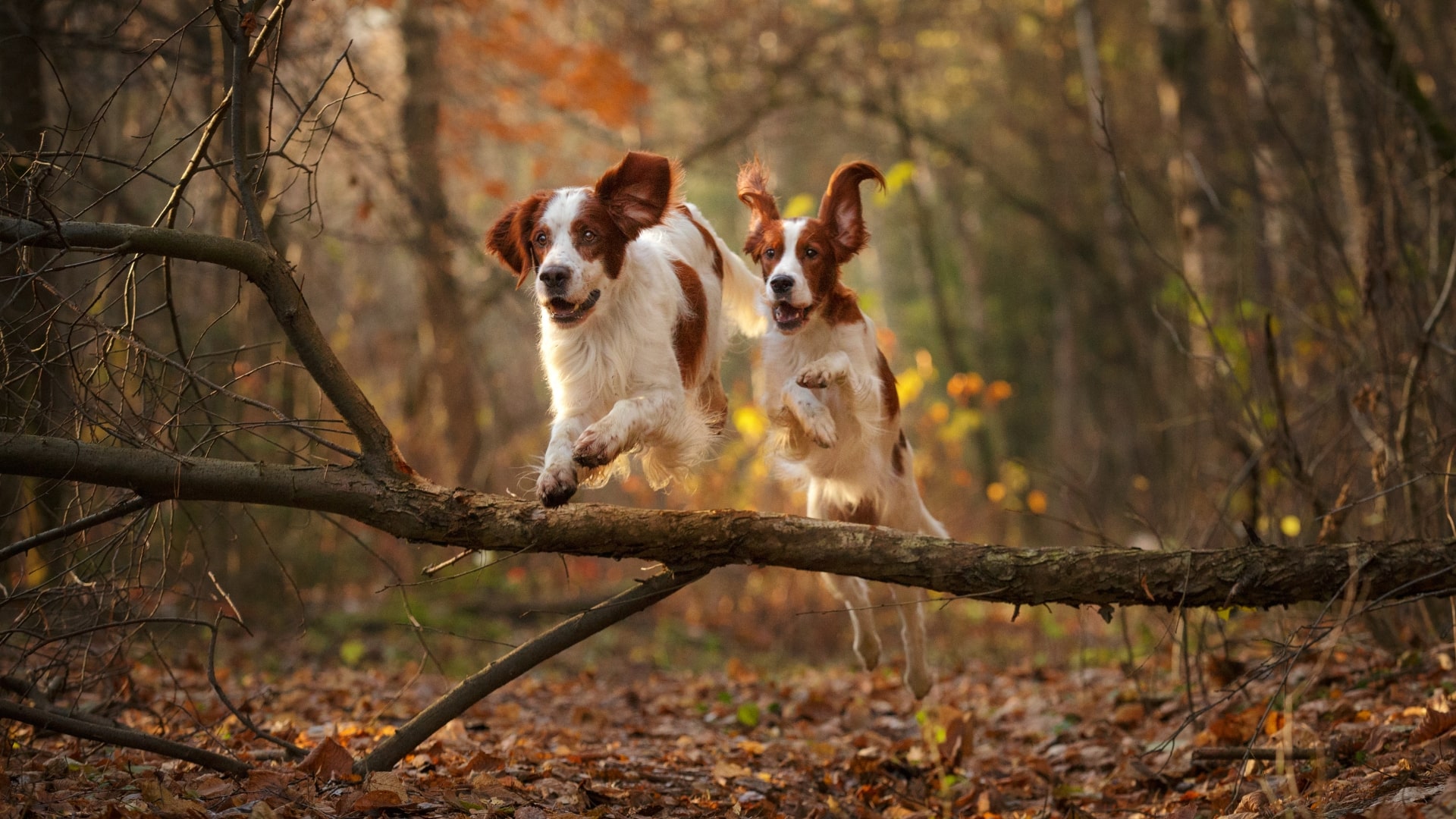 Protecting the future of pedigree dogs - GlobalPETS