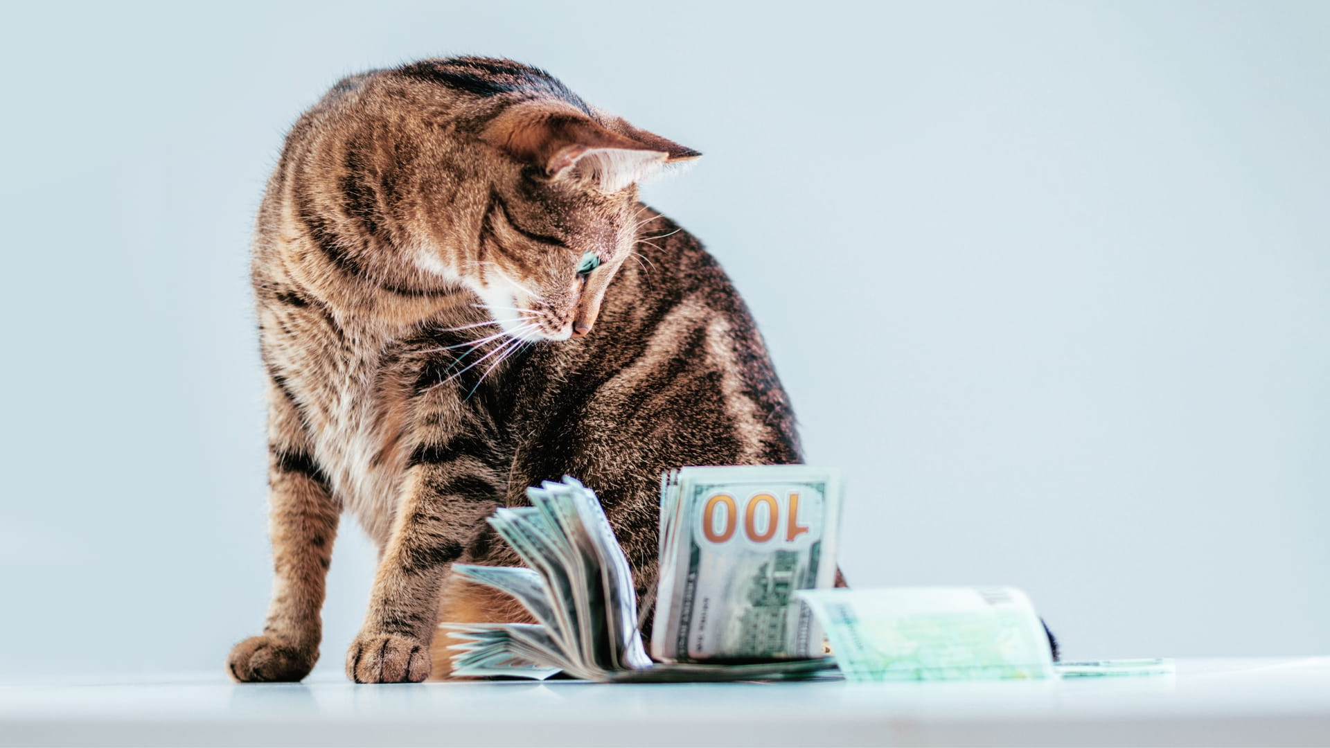 Inflation snapshot: Price of pet services outpaced goods in 2025 ...